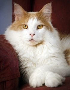 Gato Van Turco, cuidados, características y comportamiento